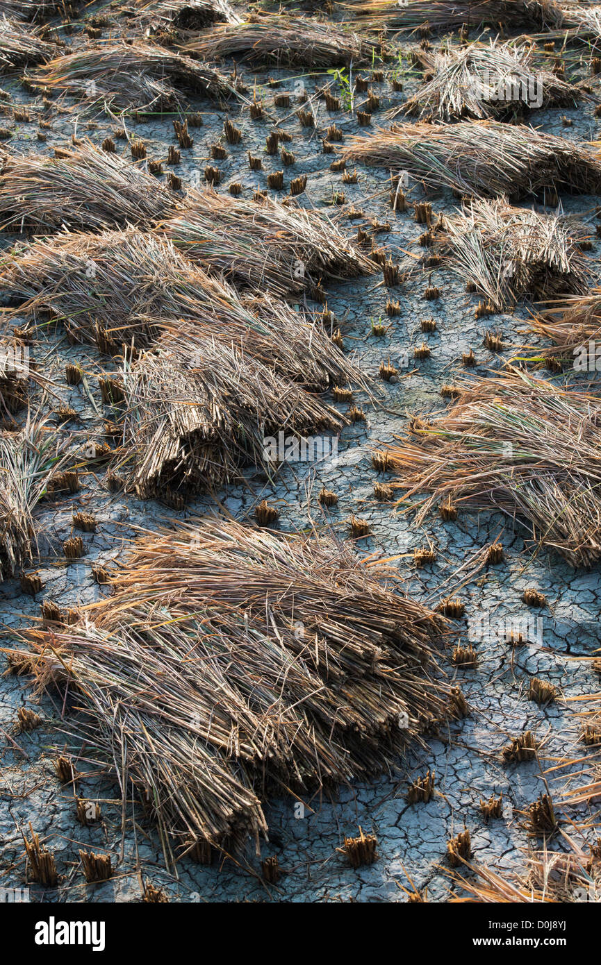 Cut rice plants waiting to be collected for thrashing in the rural ...