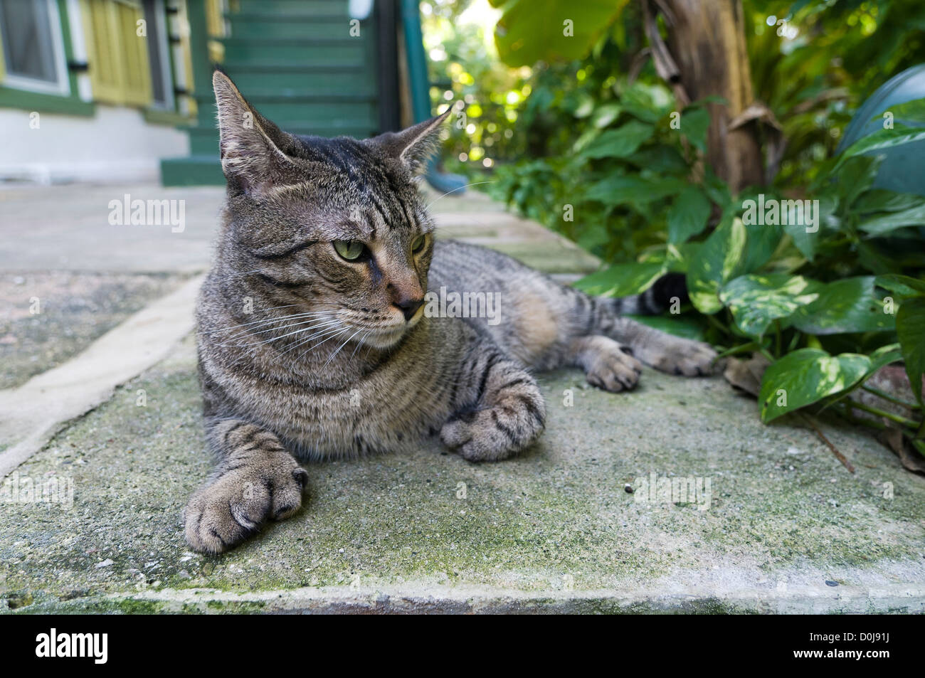 Polydactyl cat with more than five toes rests in garden of Hemingway ...