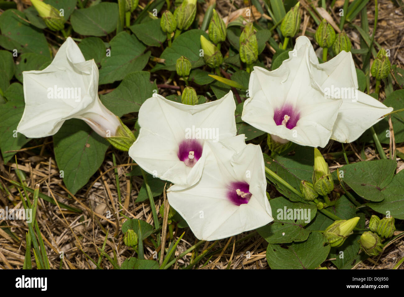 Agricultural invasive Field Bindweed Stock Photo - Alamy