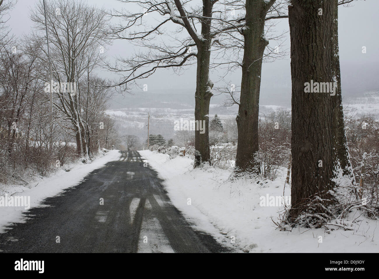 Three old maple trees stand next to a slippery country road in the ...