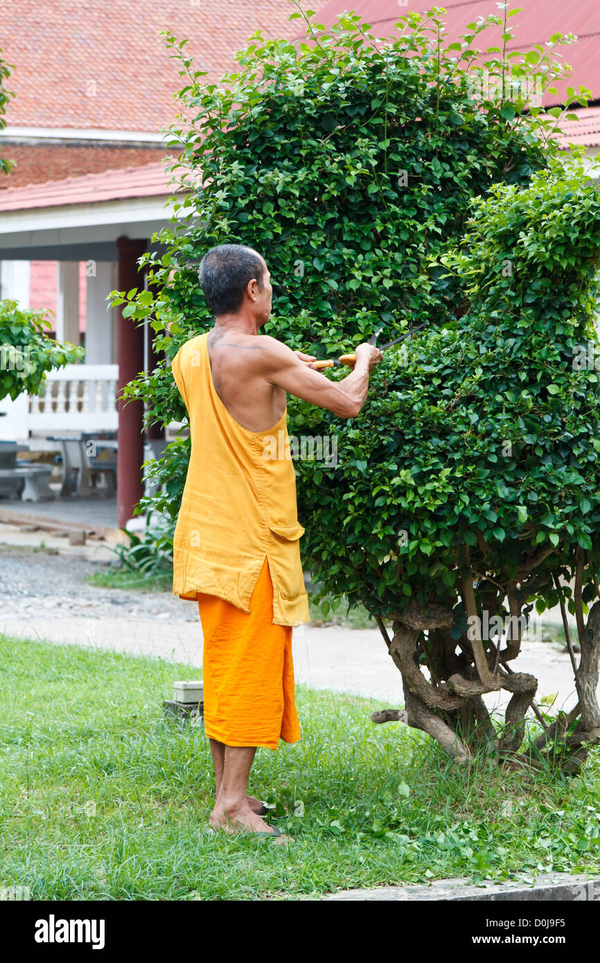Monk cutting Hedges in the Temple Wat Khunaram on Ko Samui, Thailand ...
