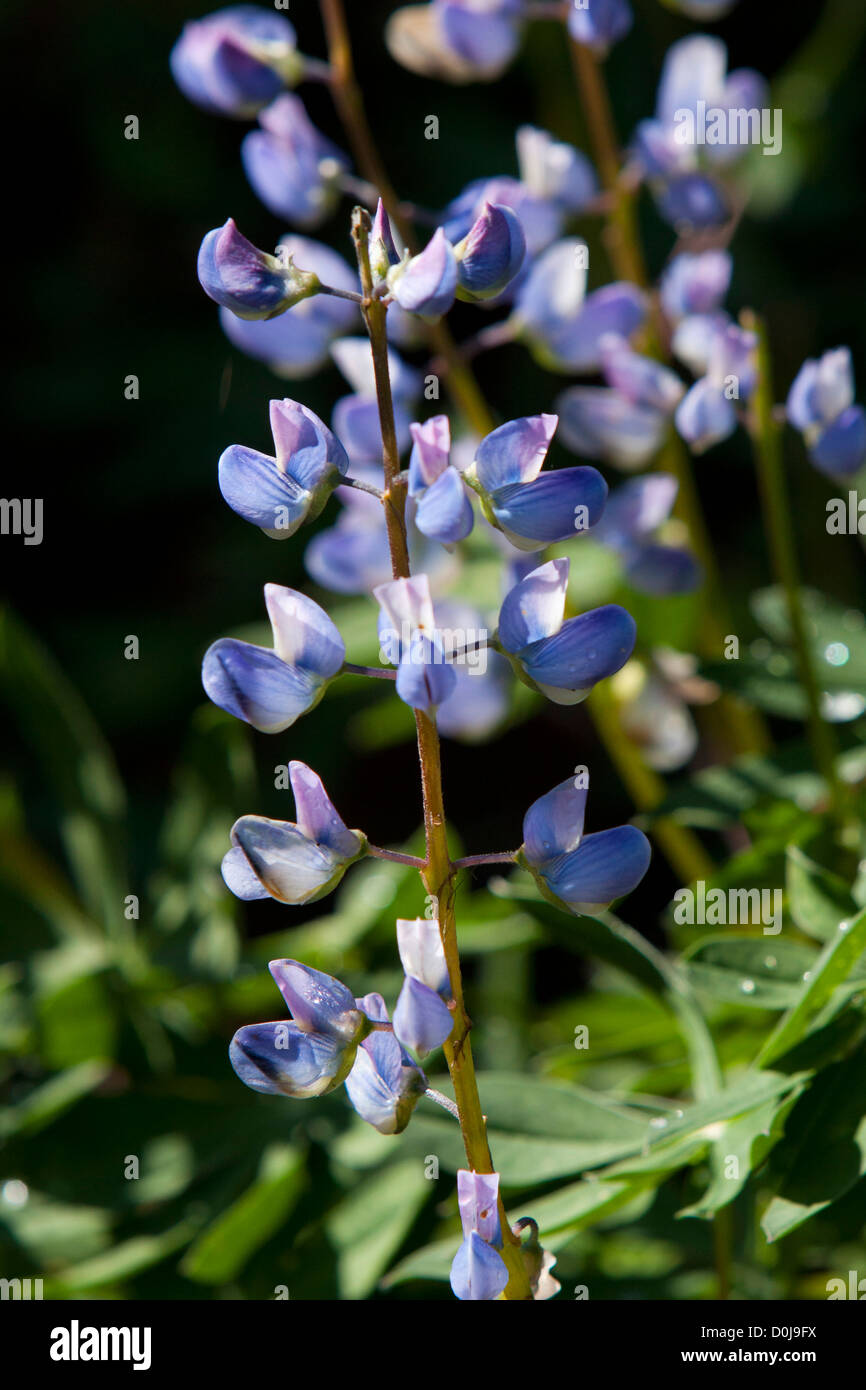 Lupins bloom hi-res stock photography and images - Alamy