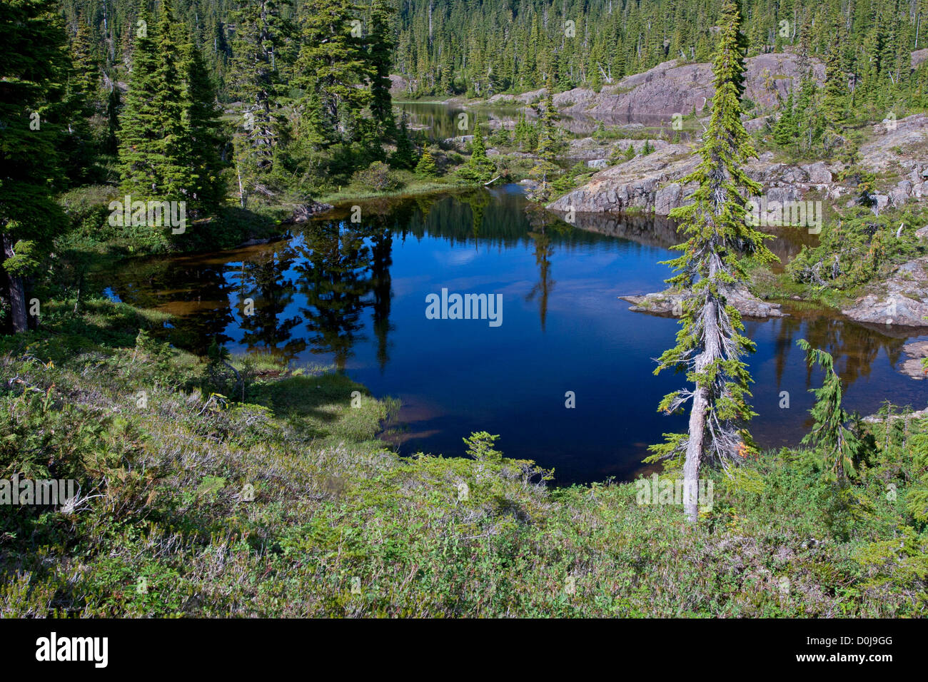 Sub alpine hi-res stock photography and images - Alamy