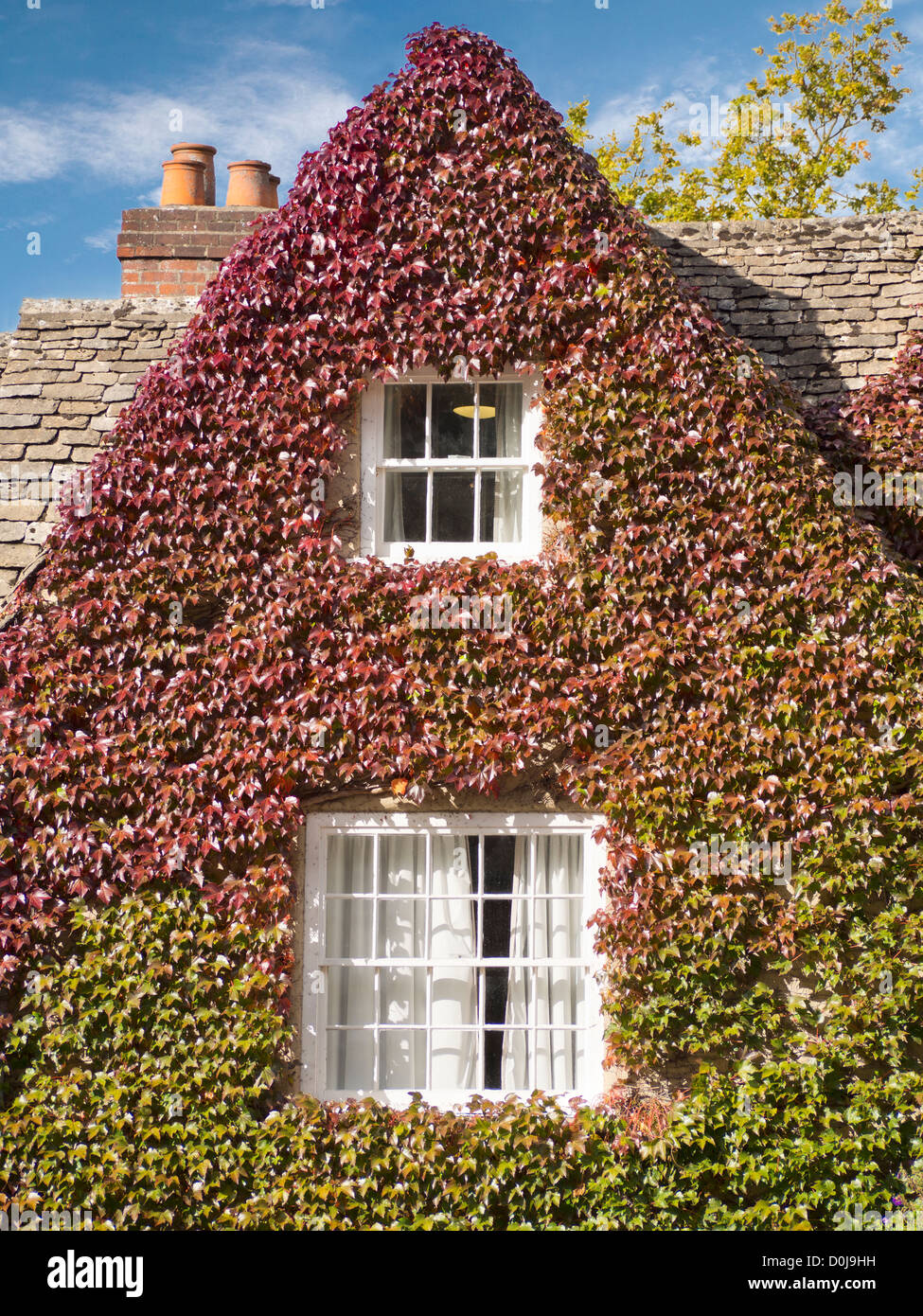 English ivy hi-res stock photography and images - Alamy