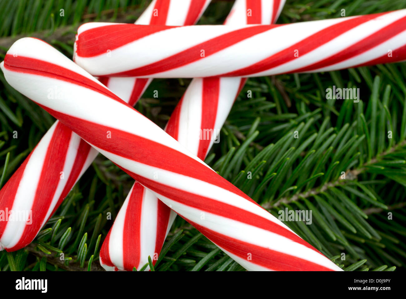 A close view of several pieces of red and white peppermint candy sticks ...