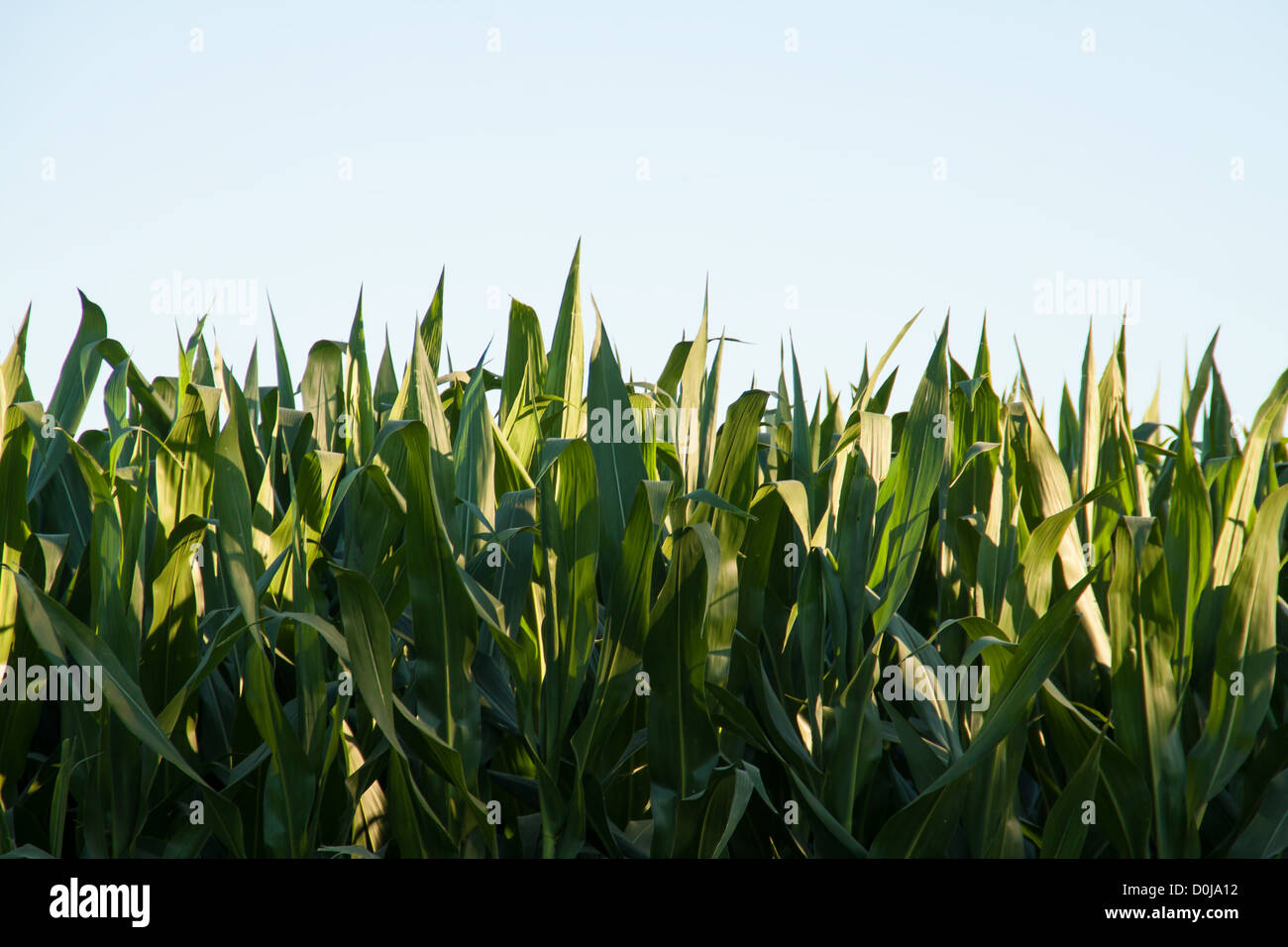 Midwest cornfield hi-res stock photography and images - Alamy