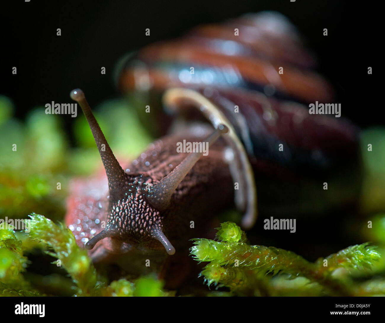 Northern oregon coast range hi-res stock photography and images - Alamy