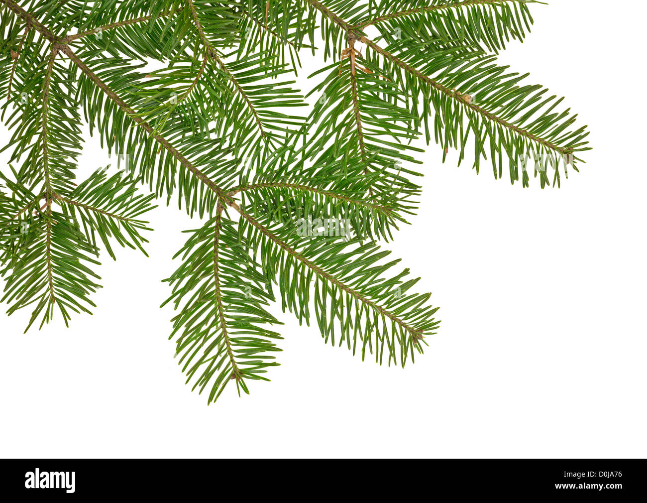 Pine tree tips hi-res stock photography and images - Alamy