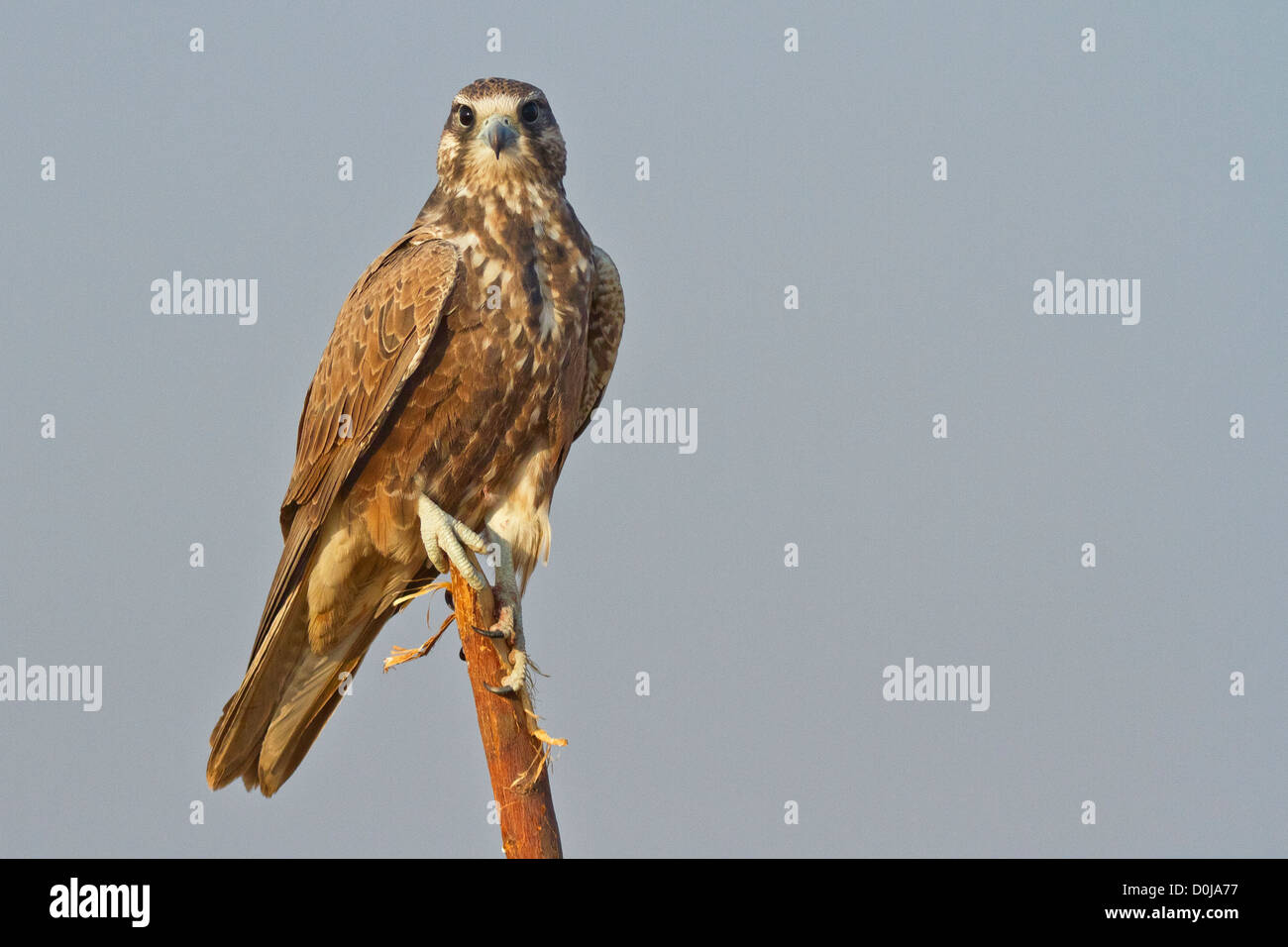 Laggar Falcon (Falco jugger) on a perch at Taal Chhappar, Rajasthan ...