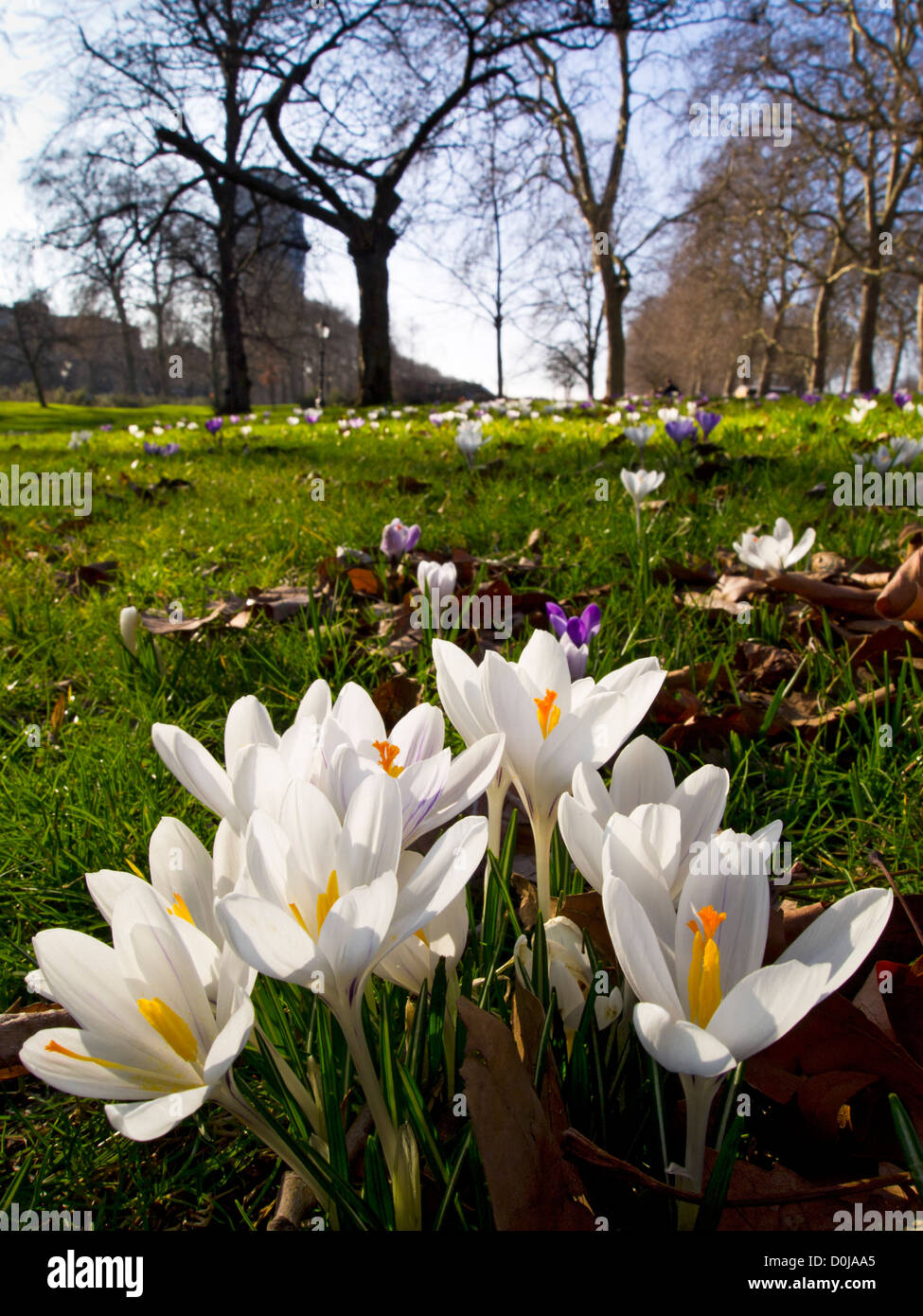 Crocuses flowering in early spring at Hyde Park in London Stock Photo ...
