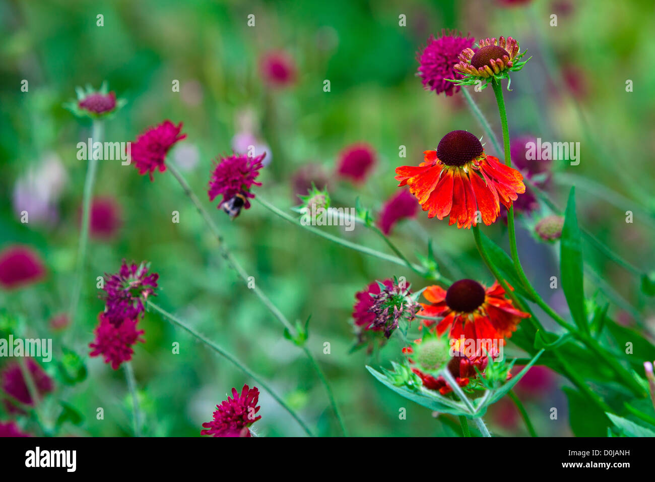 A detail of Helenuim also known as Moerheim Beauty Stock Photo - Alamy