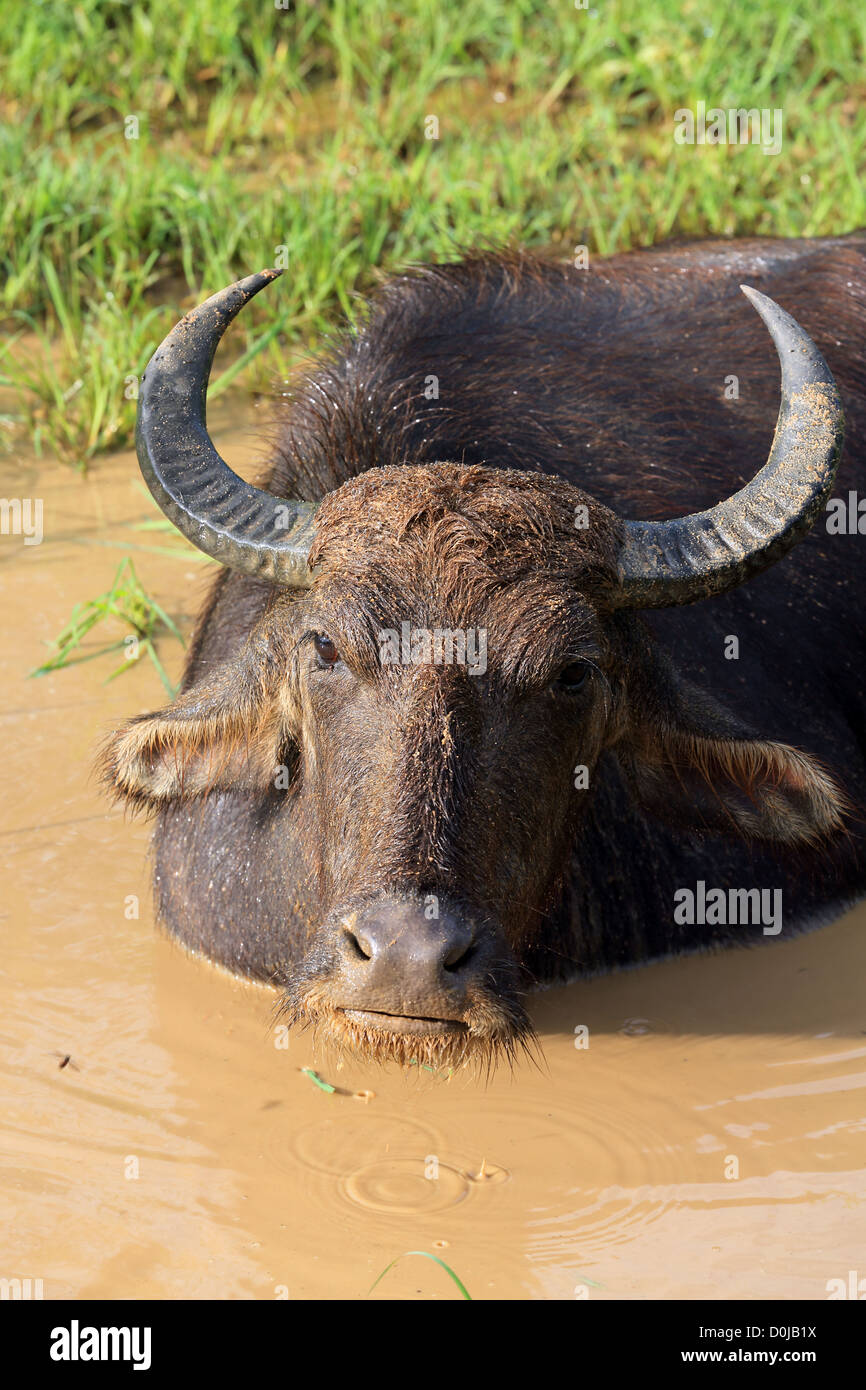 Water buffalo bathing in a water hole at Yala National Park in Sri ...