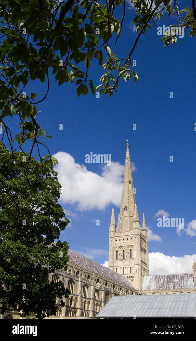 The medieval Cathedral of Norwich framed by a tree Stock Photo - Alamy