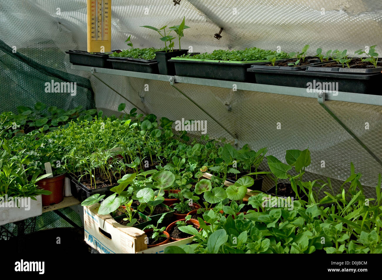 Plants growing in a greenhouse Stock Photo - Alamy
