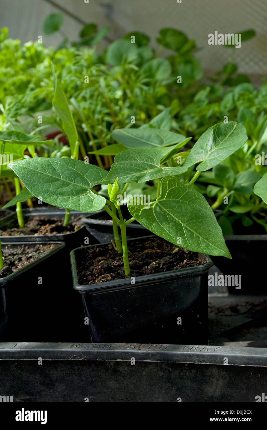 Dwarf bean hi-res stock photography and images - Alamy