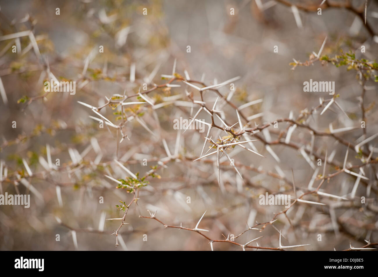 Long, sharp thorns on an Acacia tree in the African bush Stock Photo ...