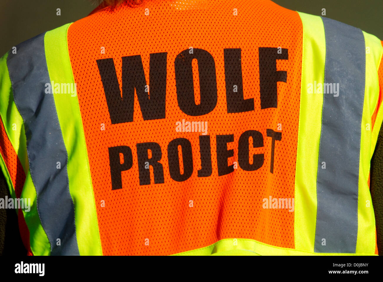 Wolf introduction at yellowstone hi-res stock photography and images ...