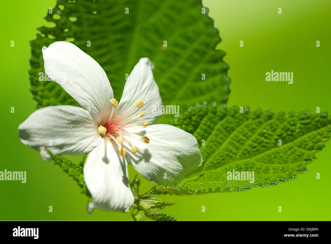 beautiful tung flowers Stock Photo - Alamy