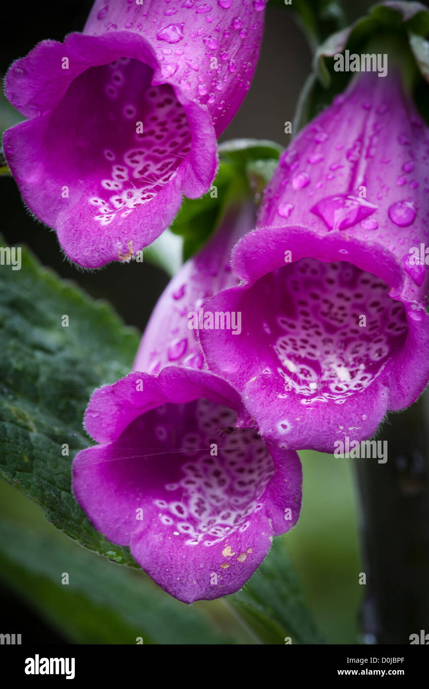 Foxglove growing wild Stock Photo - Alamy