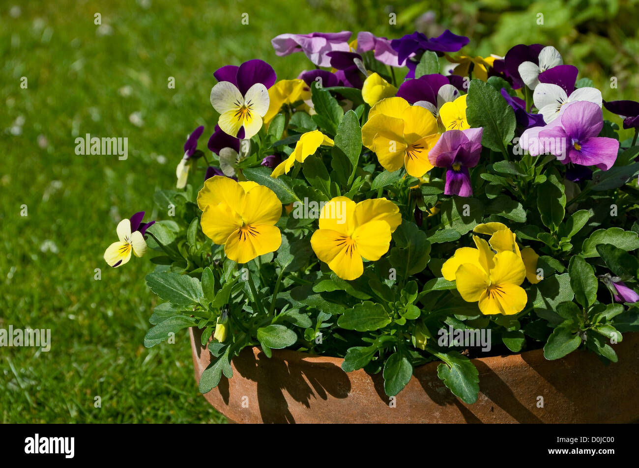 Violas in plant pot hi-res stock photography and images - Alamy