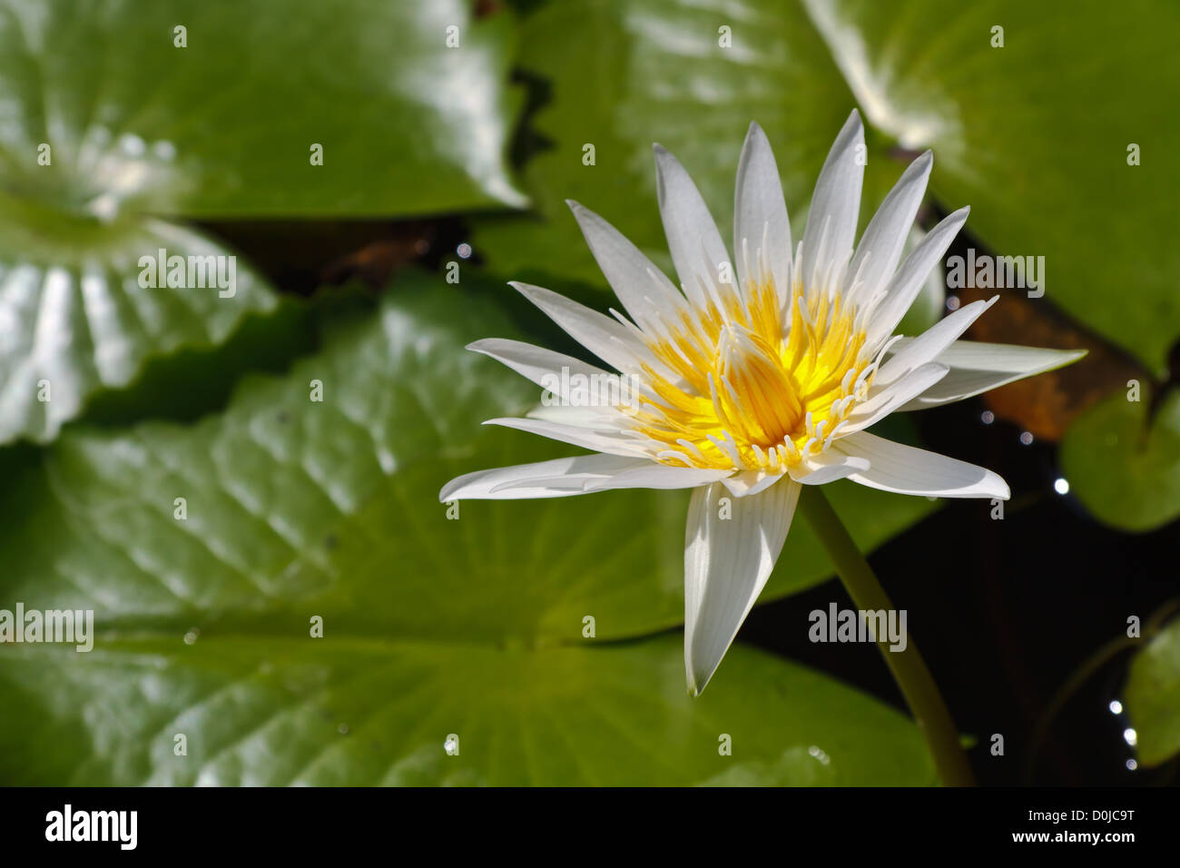 Water Flower on Ko Samui, Thailand Stock Photo - Alamy