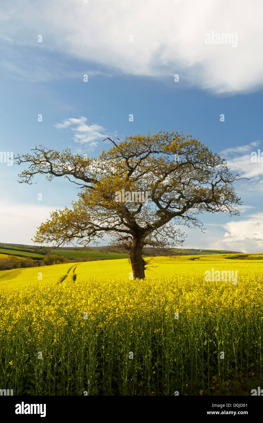 Rapeseed Tree High Resolution Stock Photography and Images - Alamy