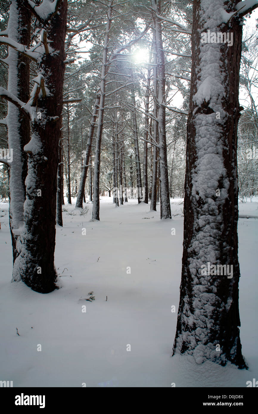 A snow covered scene in a Sutton wood Stock Photo - Alamy