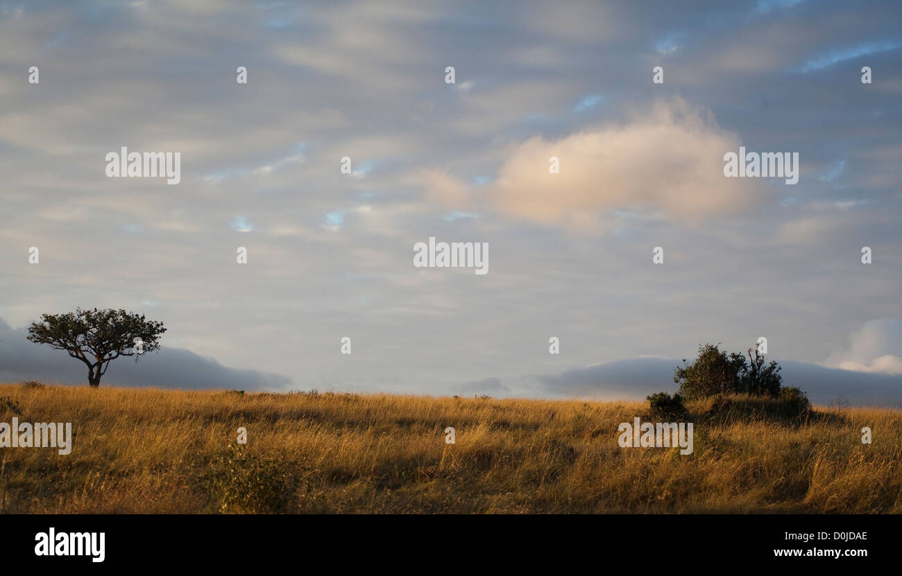 Savannah light hi-res stock photography and images - Alamy