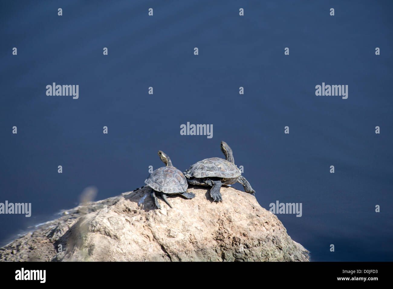 soft shell turtles and birds along the Alexander River which flows from ...