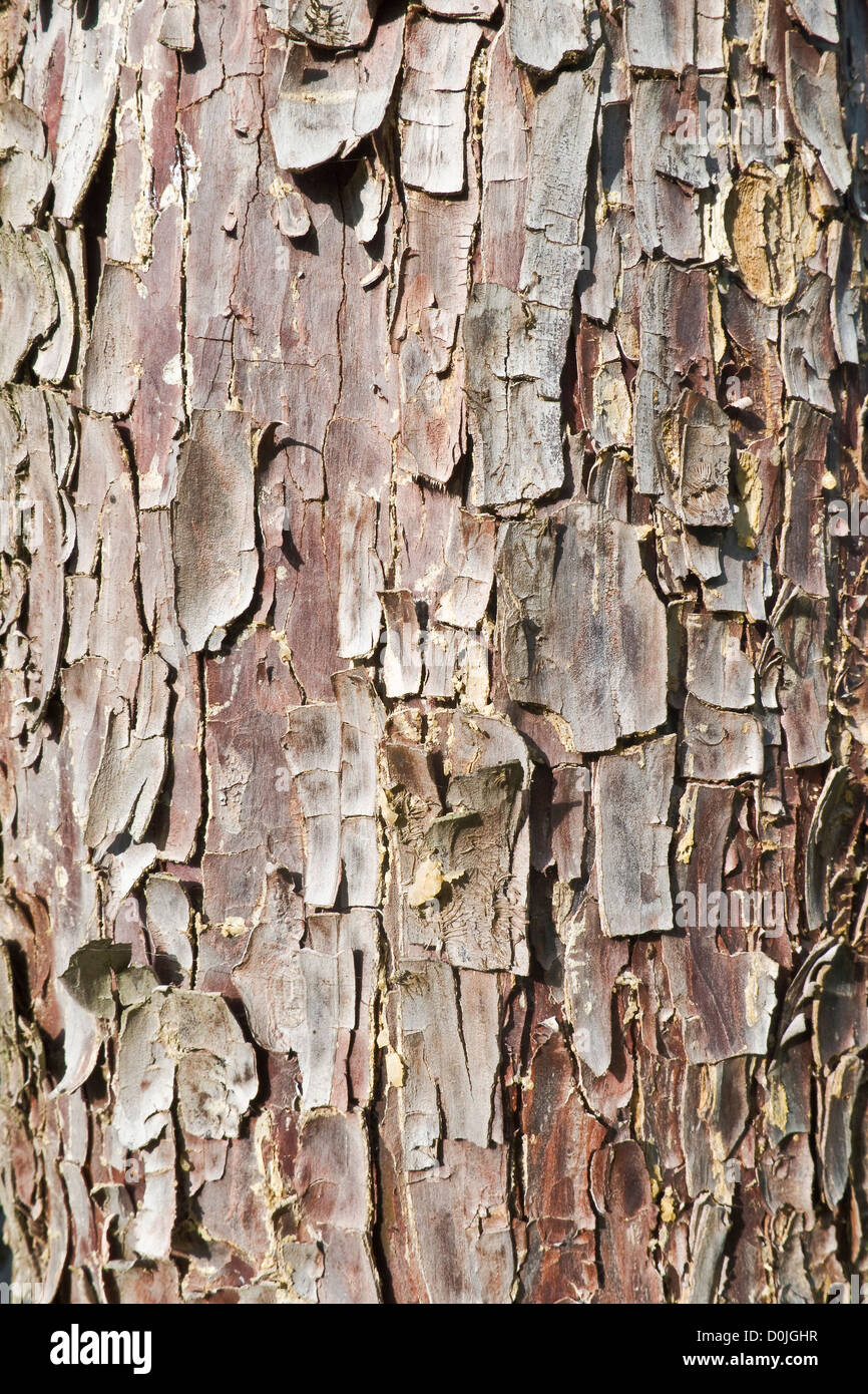 trunk tree texture Stock Photo - Alamy
