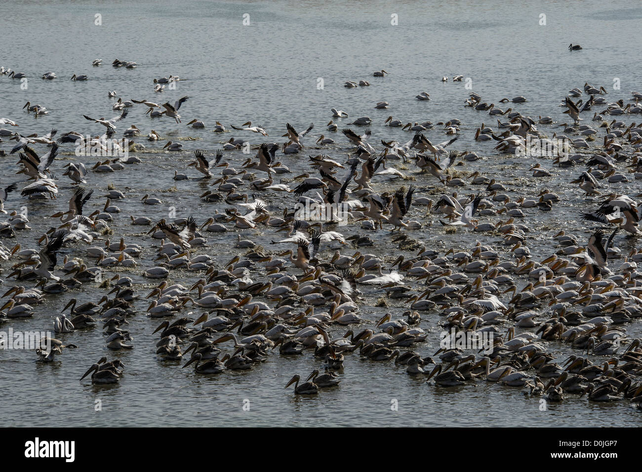 Avian migration from European climate to the southern hemisphere ...