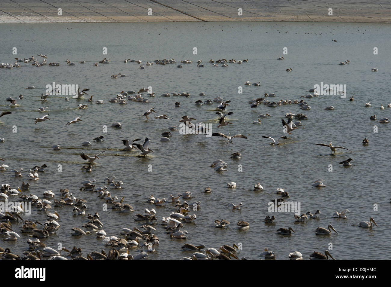 Avian migration from European climate to the southern hemisphere ...