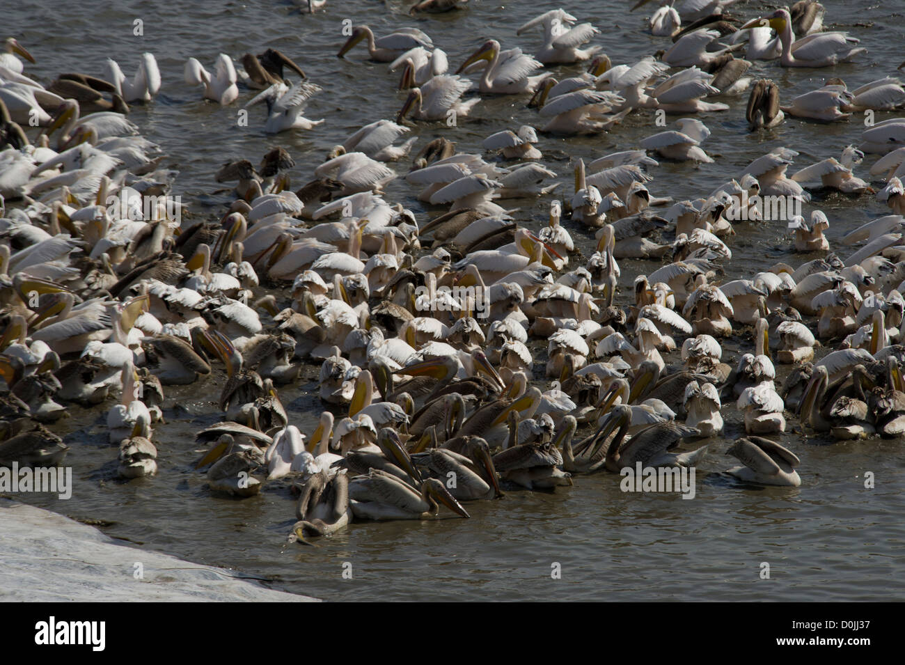 Avian migration from European climate to the southern hemisphere ...