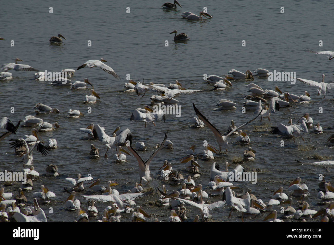 Avian migration from European climate to the southern hemisphere ...