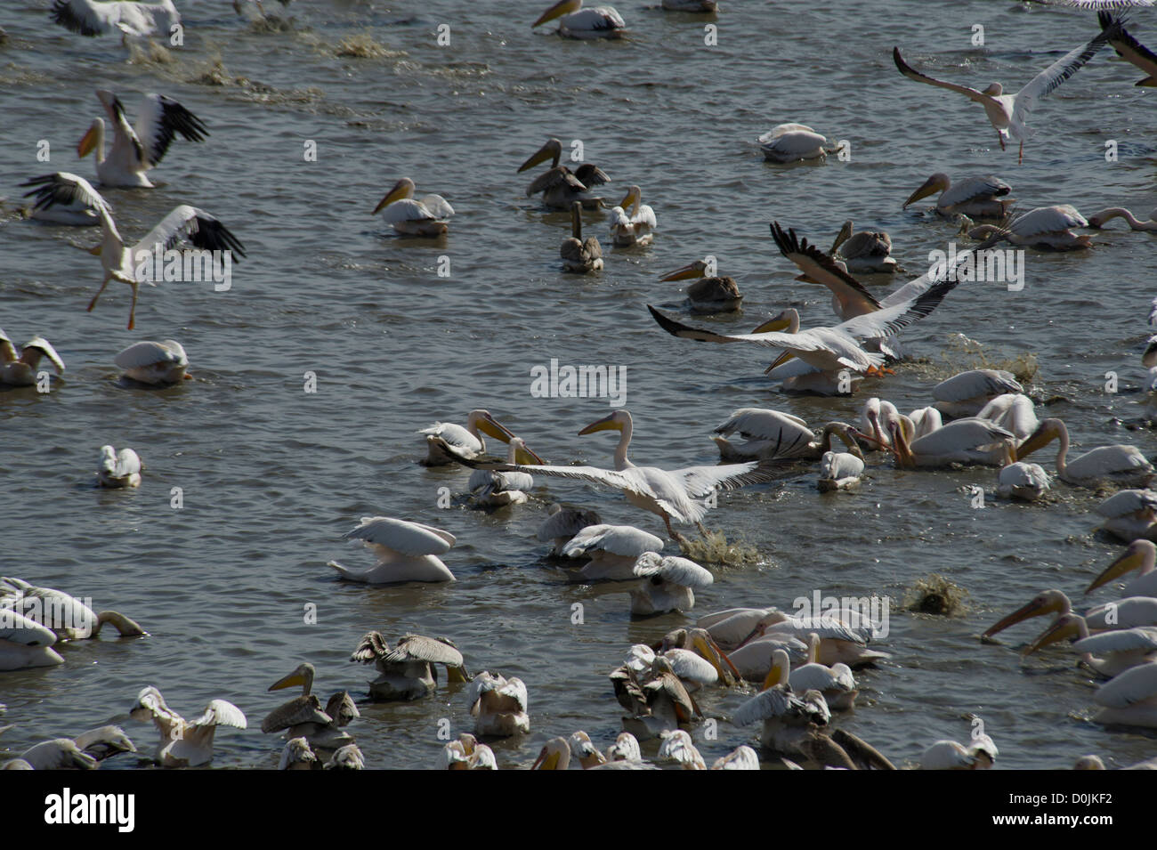 Avian migration from European climate to the southern hemisphere ...