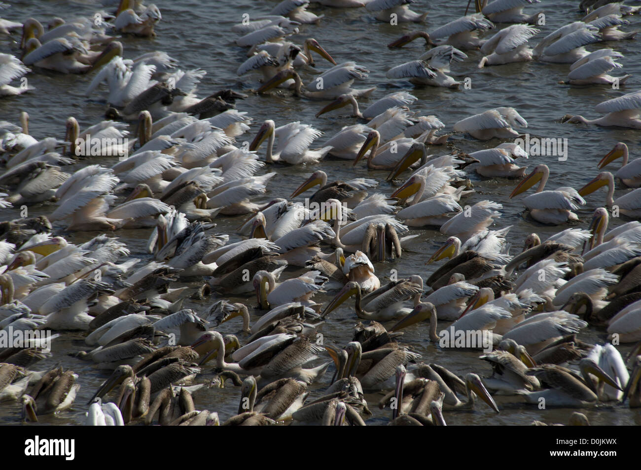 Avian migration from European climate to the southern hemisphere ...