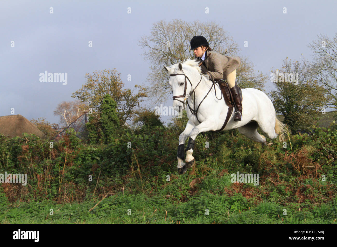 Horse jumping hedge hi-res stock photography and images - Alamy