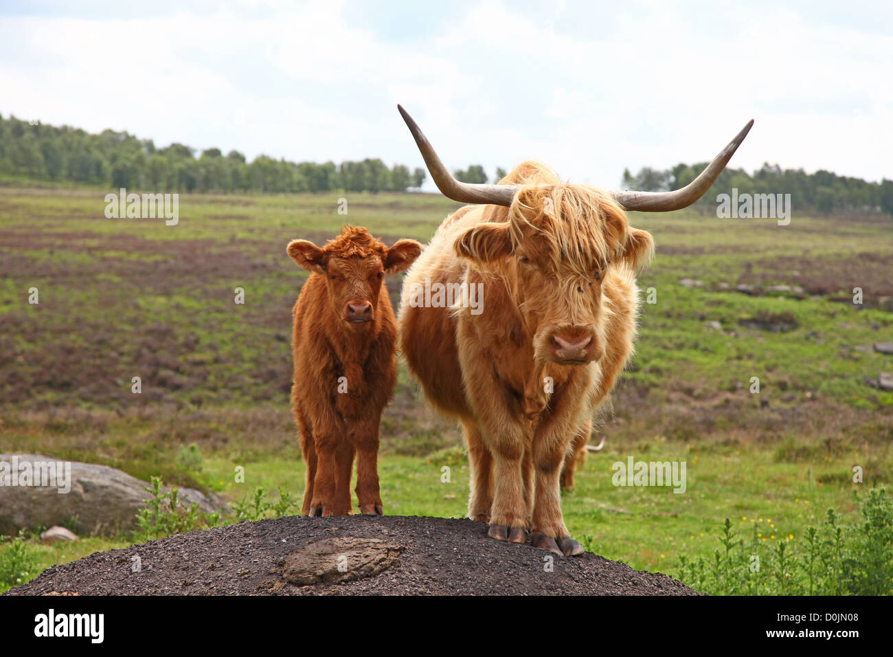 A Highland Cow and her calf standing on a mound Stock Photo - Alamy