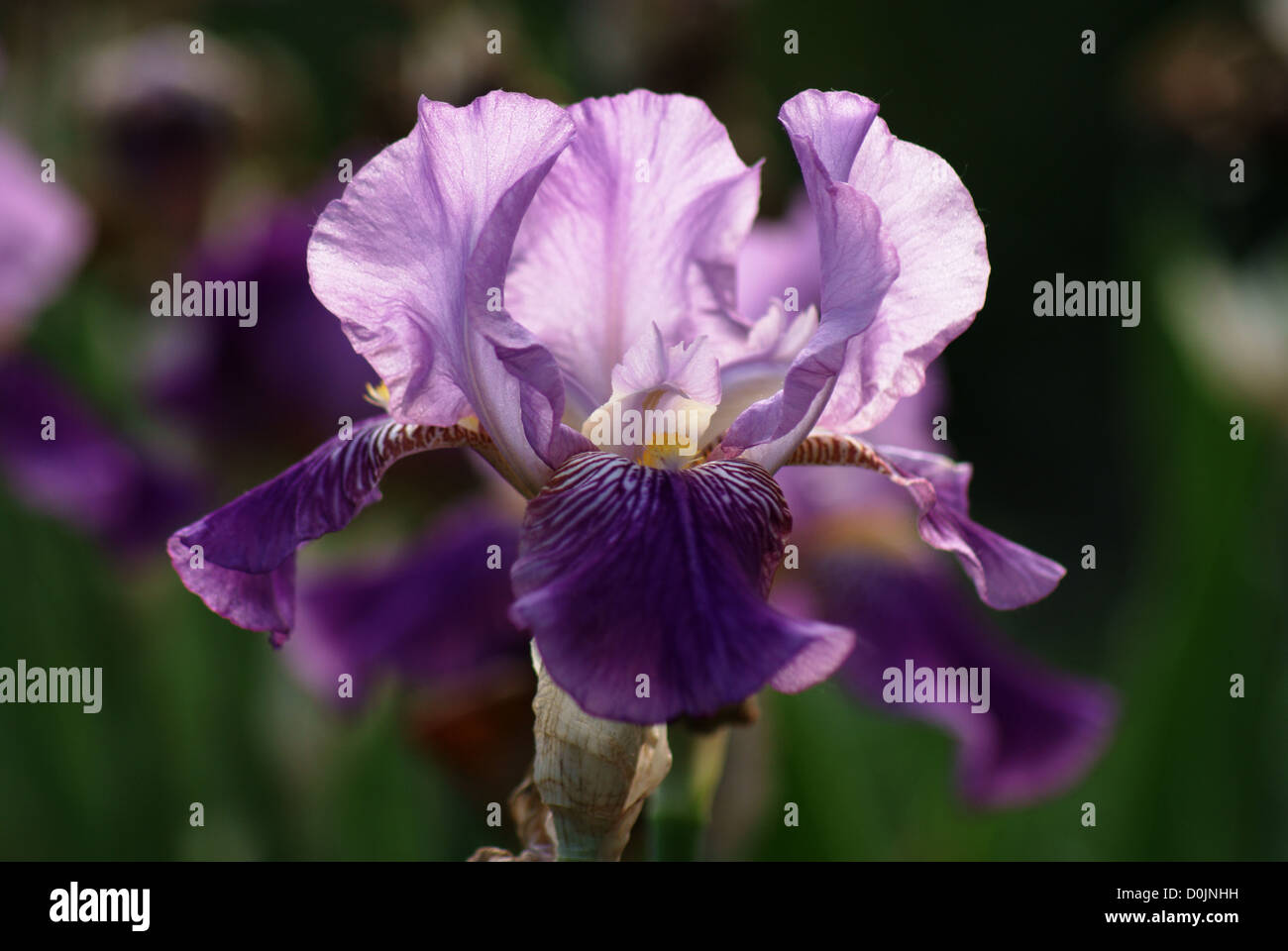 Iris flower, Poland Stock Photo - Alamy