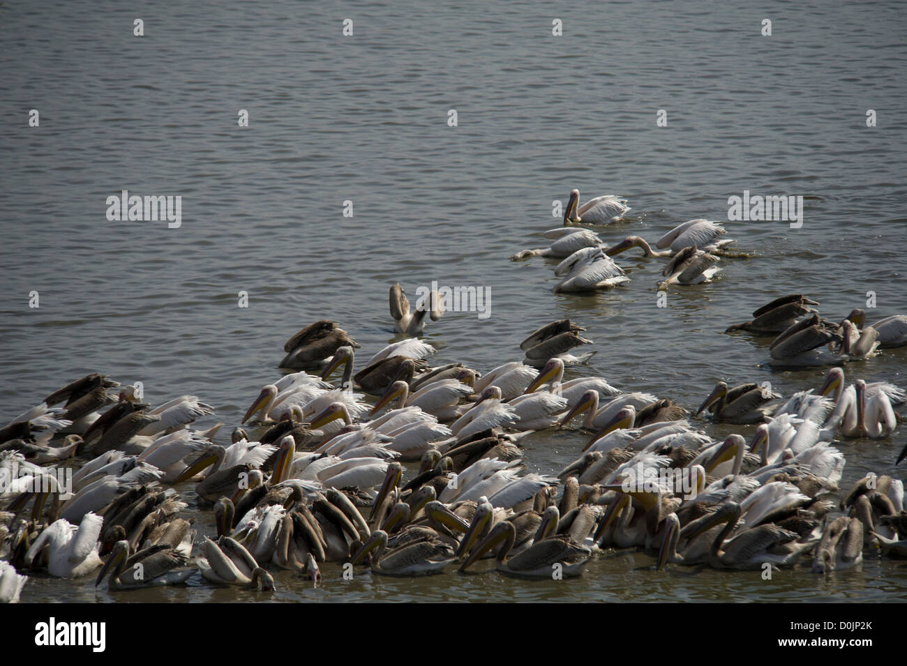 Avian migration from European climate to the southern hemisphere ...