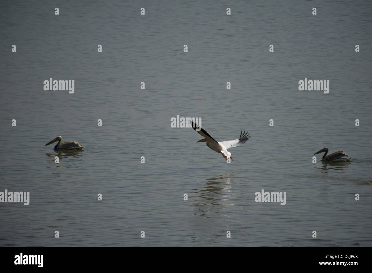 Avian migration from European climate to the southern hemisphere ...