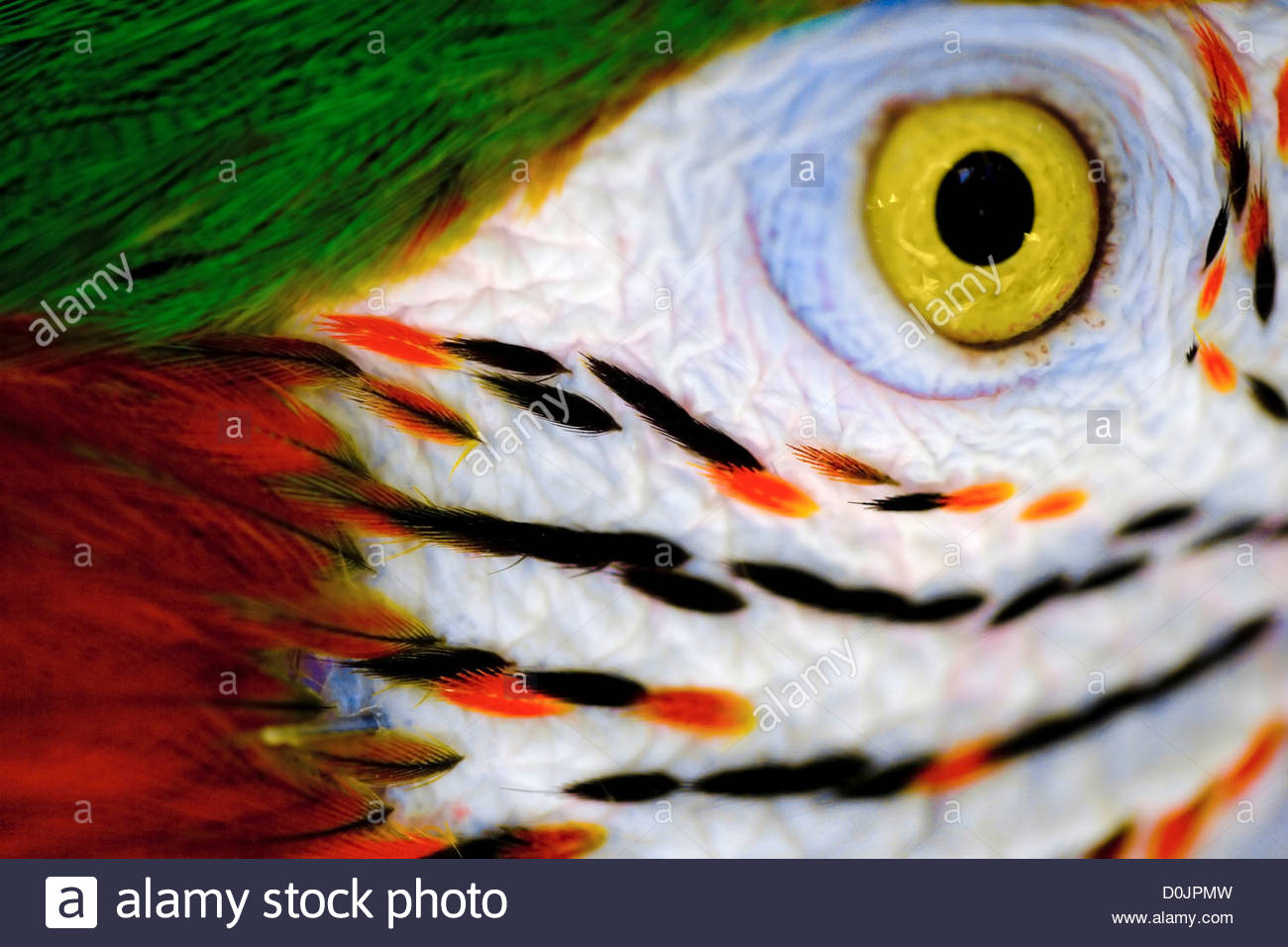 Parrot Anatomy Stock Photos & Parrot Anatomy Stock Images - Alamy