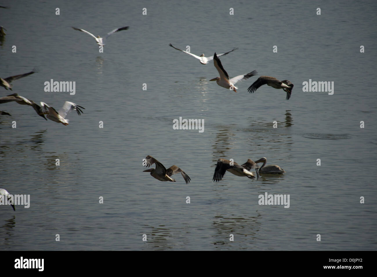Avian migration from European climate to the southern hemisphere ...