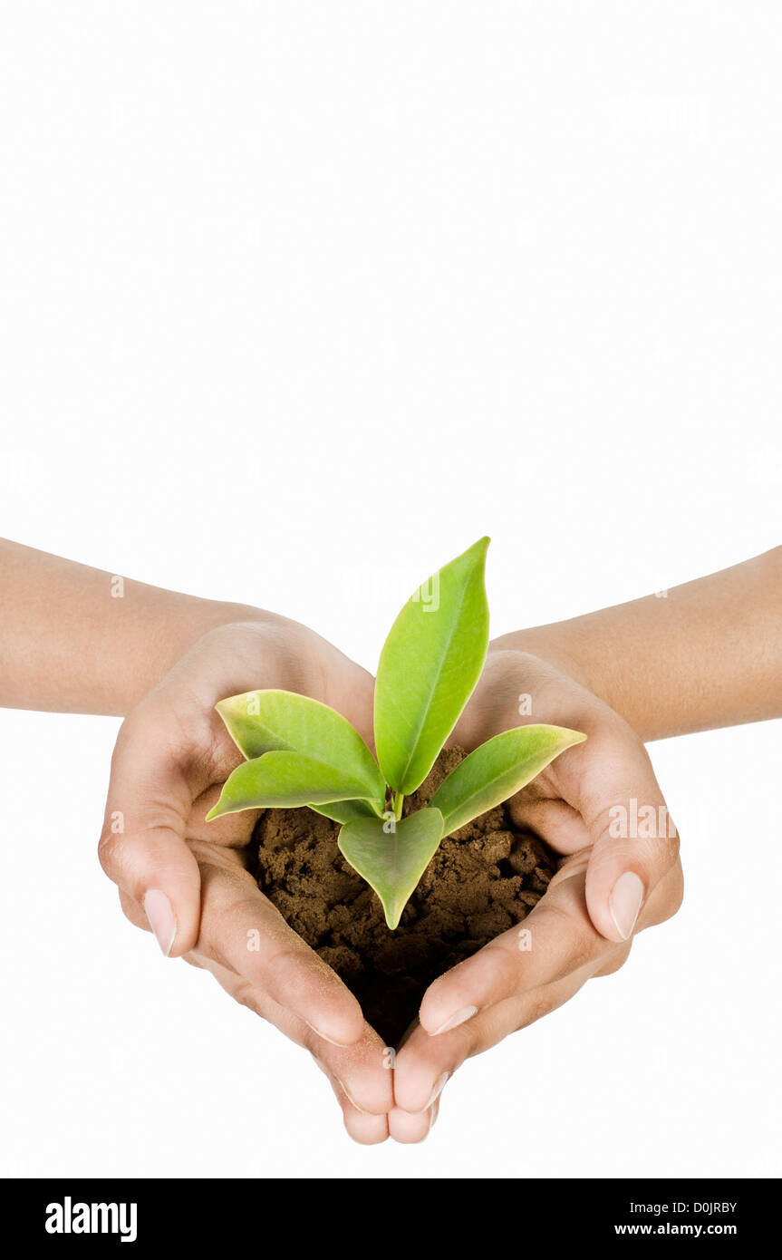 Close-up of a person's hand holding a sapling Stock Photo - Alamy