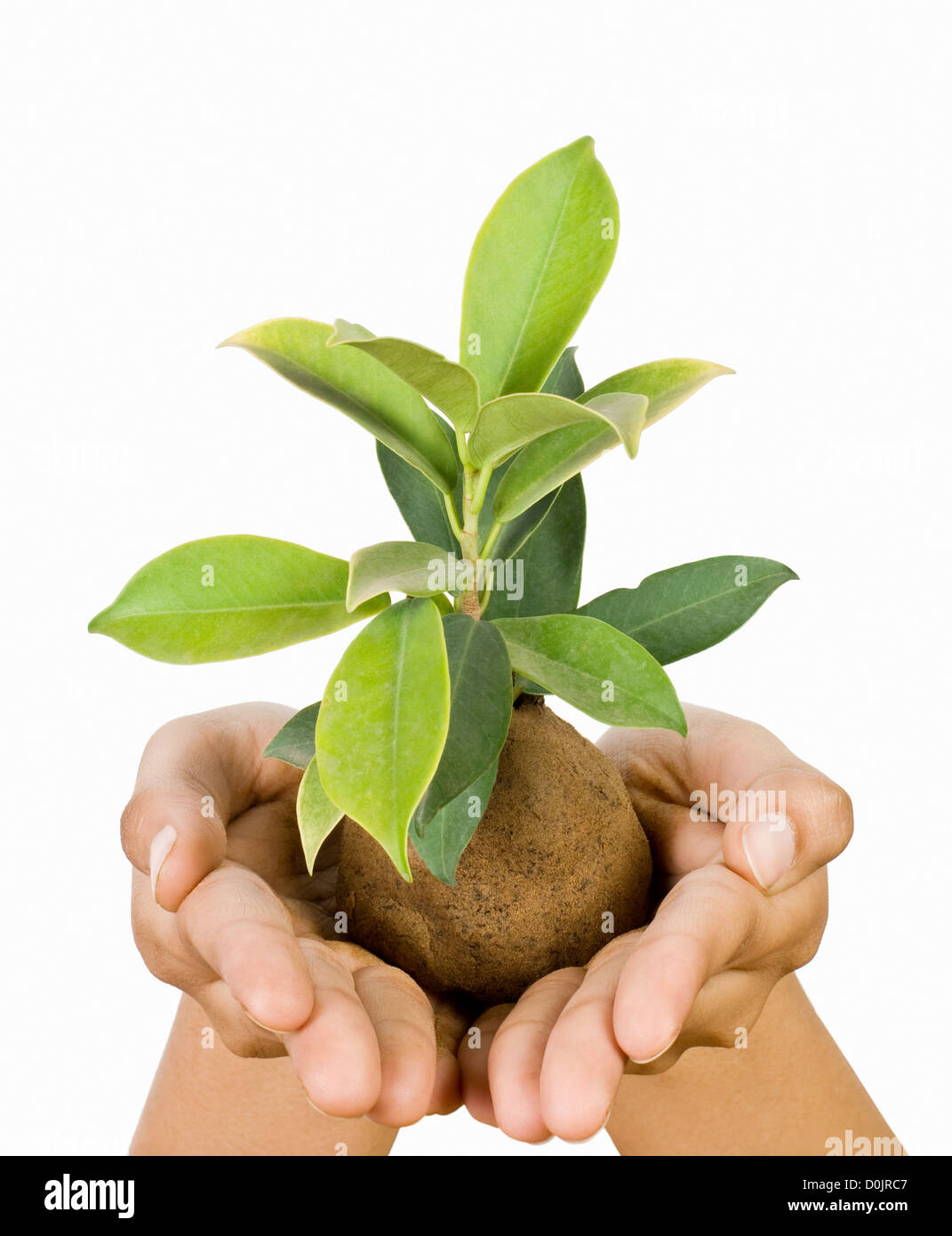 Close-up of a person's hand holding a sapling Stock Photo - Alamy