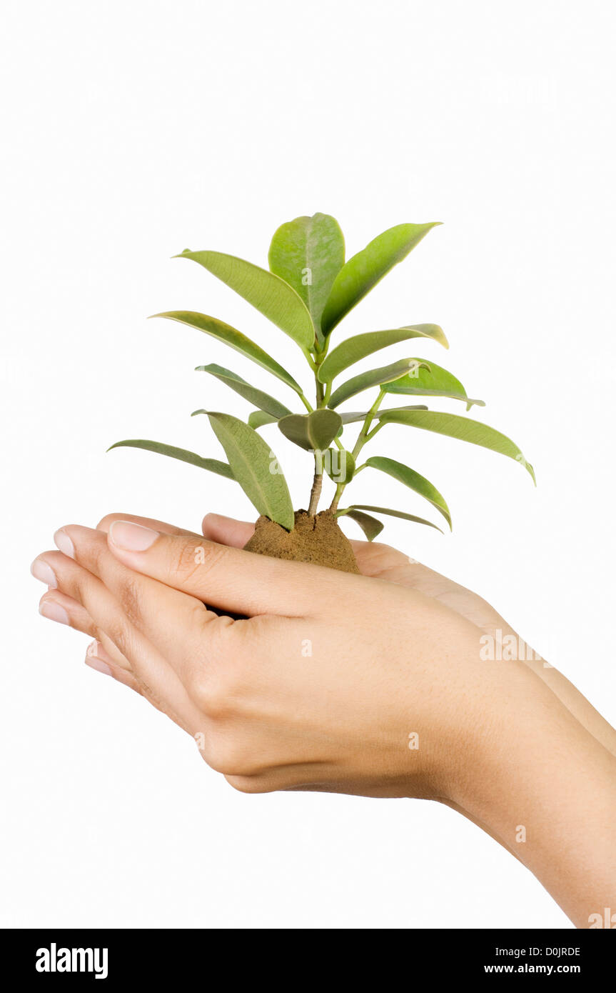Close-up of a person's hand holding a sapling Stock Photo - Alamy