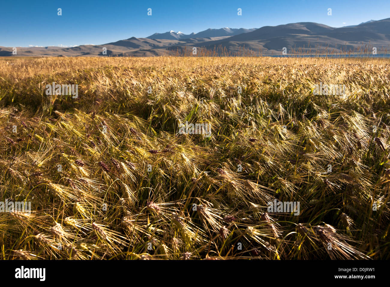 Barley straw water hi-res stock photography and images - Alamy