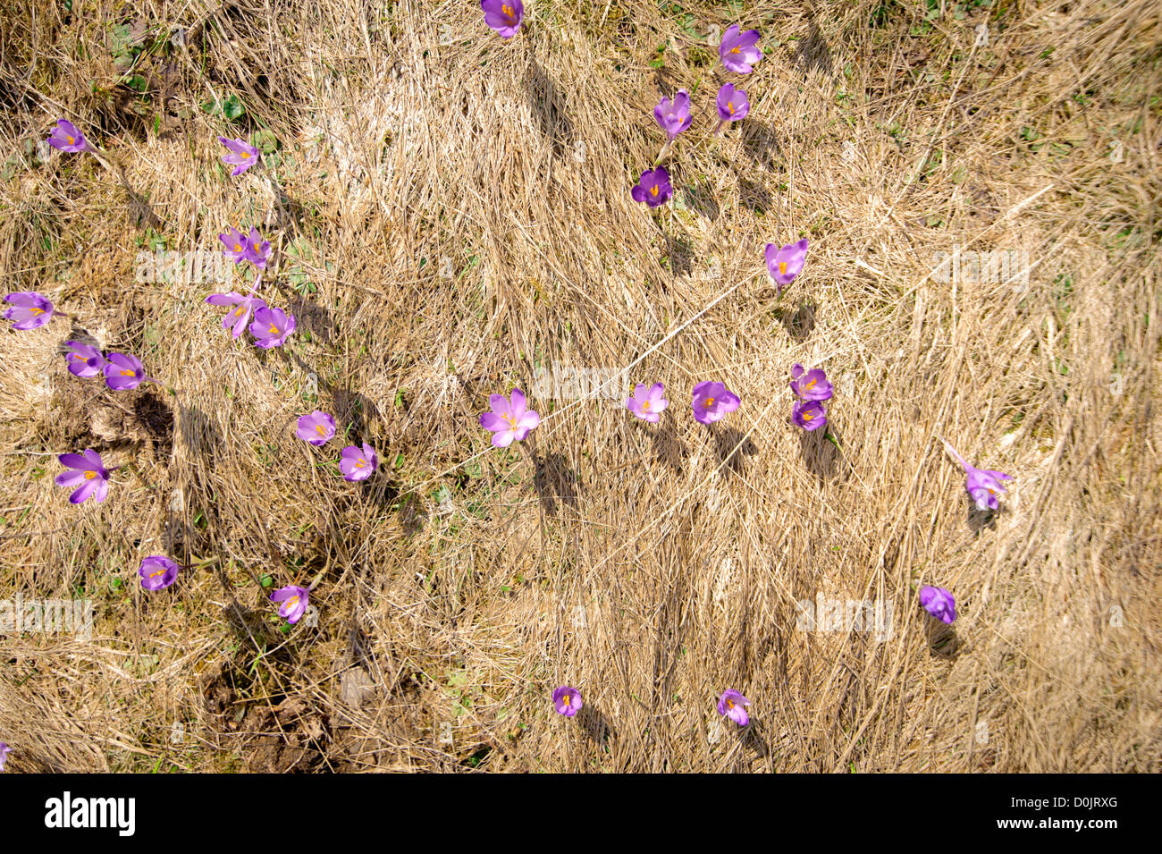 Wild spring crocuses growing at valley over hay background Stock Photo ...