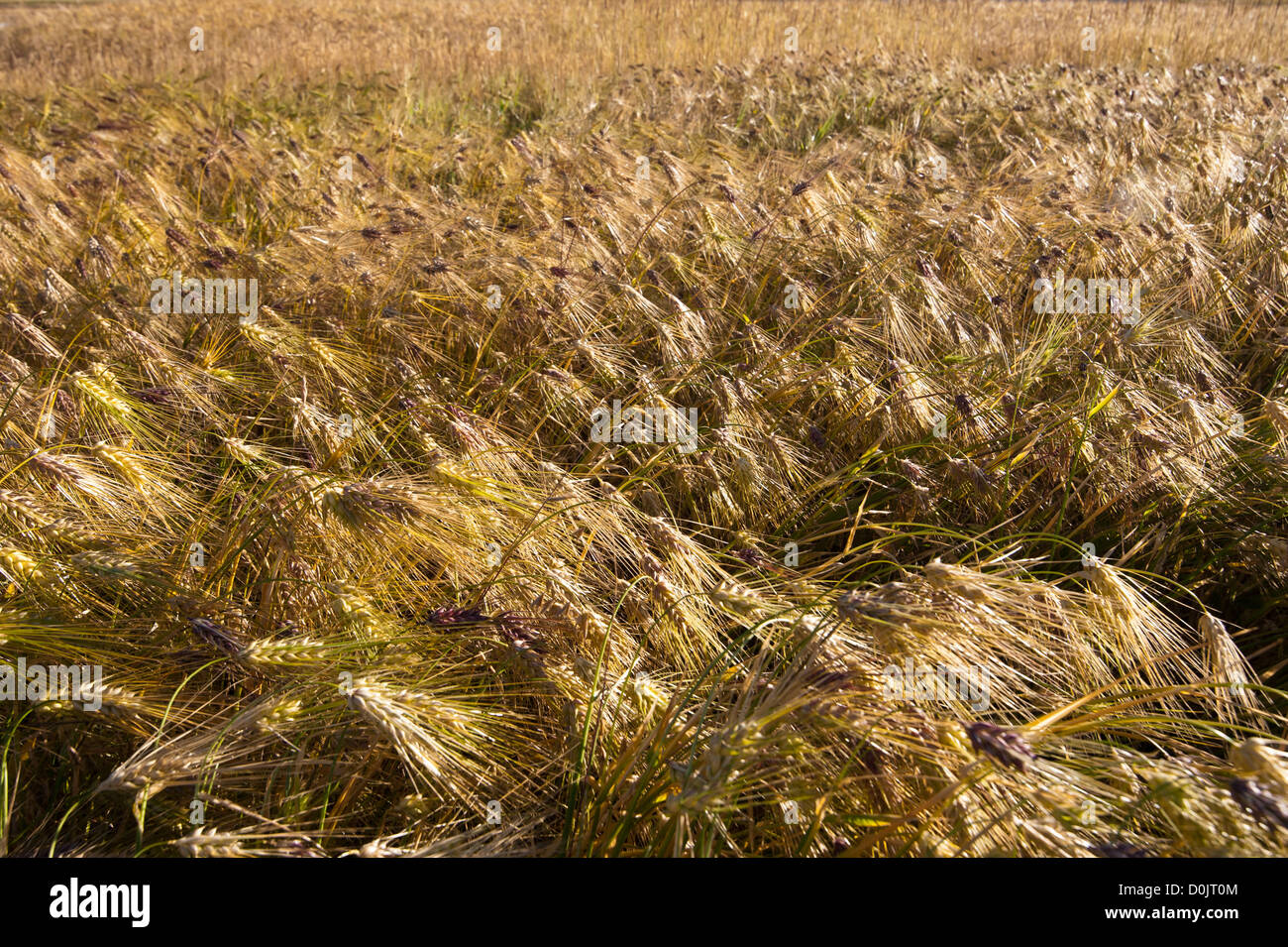 Barley field at bright sunny day. Agriculture background Stock Photo ...