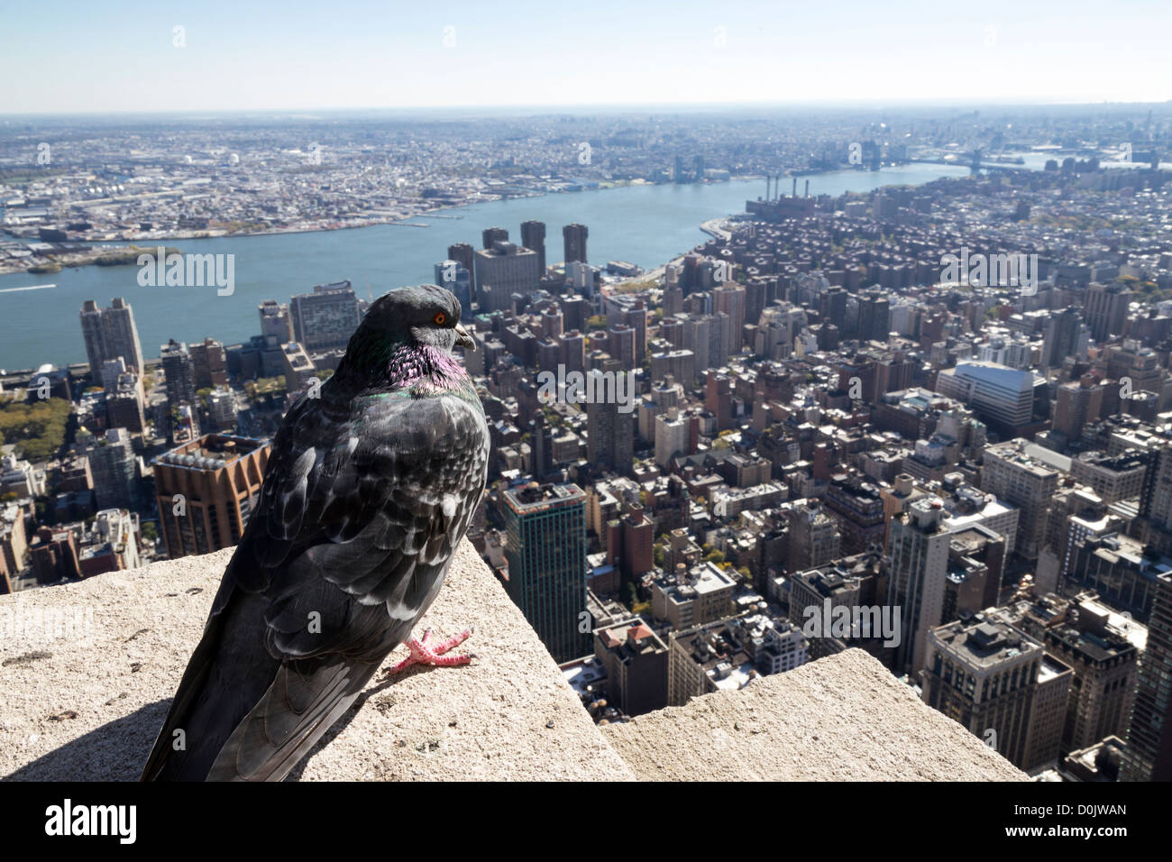 Pigeon On Empire State Building New Stock Photos & Pigeon On Empire ...